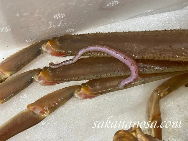 カニの甲羅の黒い粒々の正体は？【ヤバイ】取ってはいけない理由はコレ！ | さかなのさ 〜魚美味探求